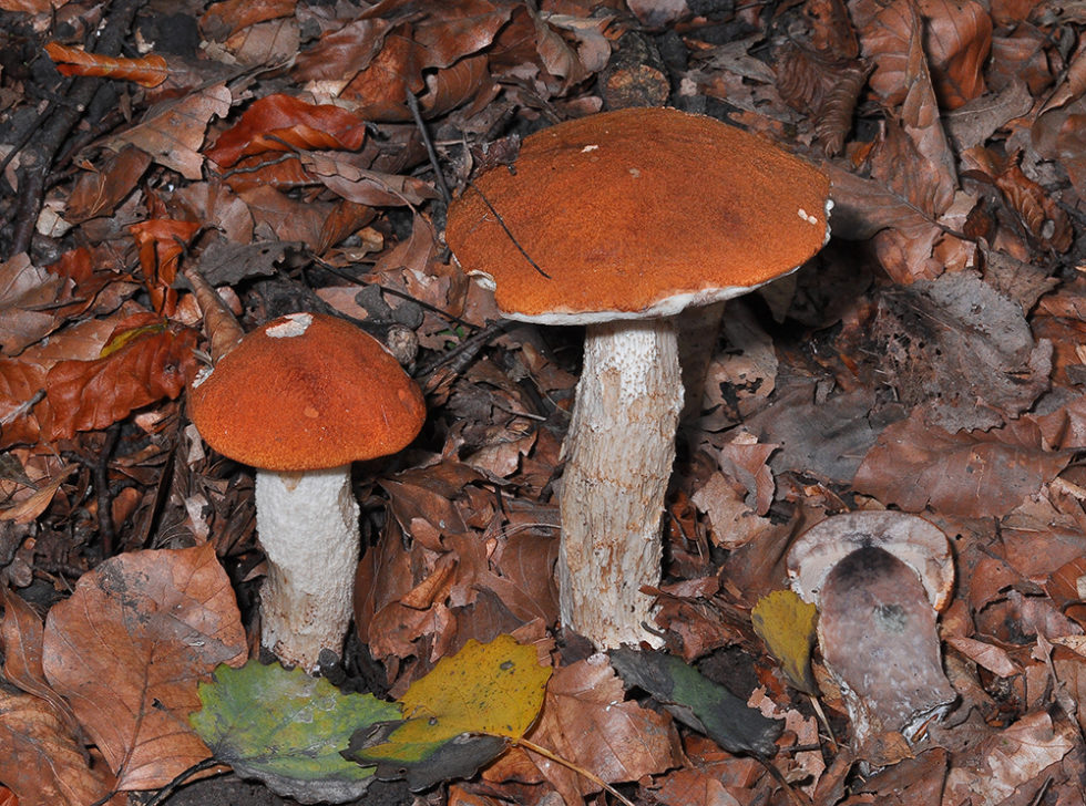 Leccinum albostipitatum (Espen-Rotkappe) - Pilztag