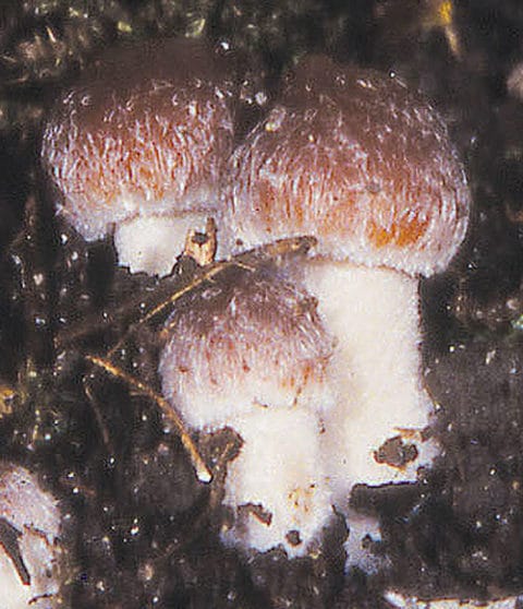 Psathyrella fusca (Dunkelbrauner Mürbling, Schwarzbrauner Faserling ...